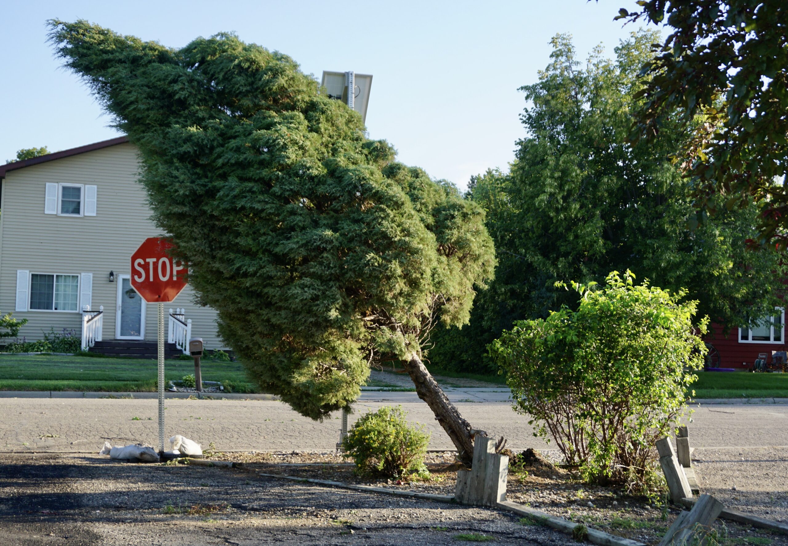 Leaning tree | News, Sports, Jobs - Minot Daily News